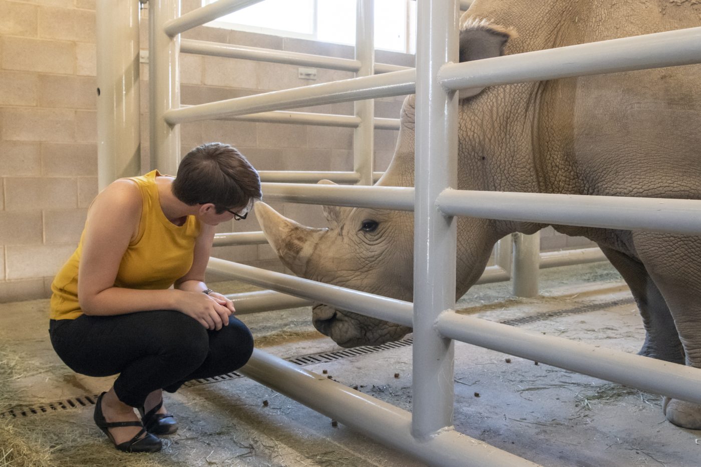 Saving the Northern White Rhino - There's More to Blue - Indiana State ...